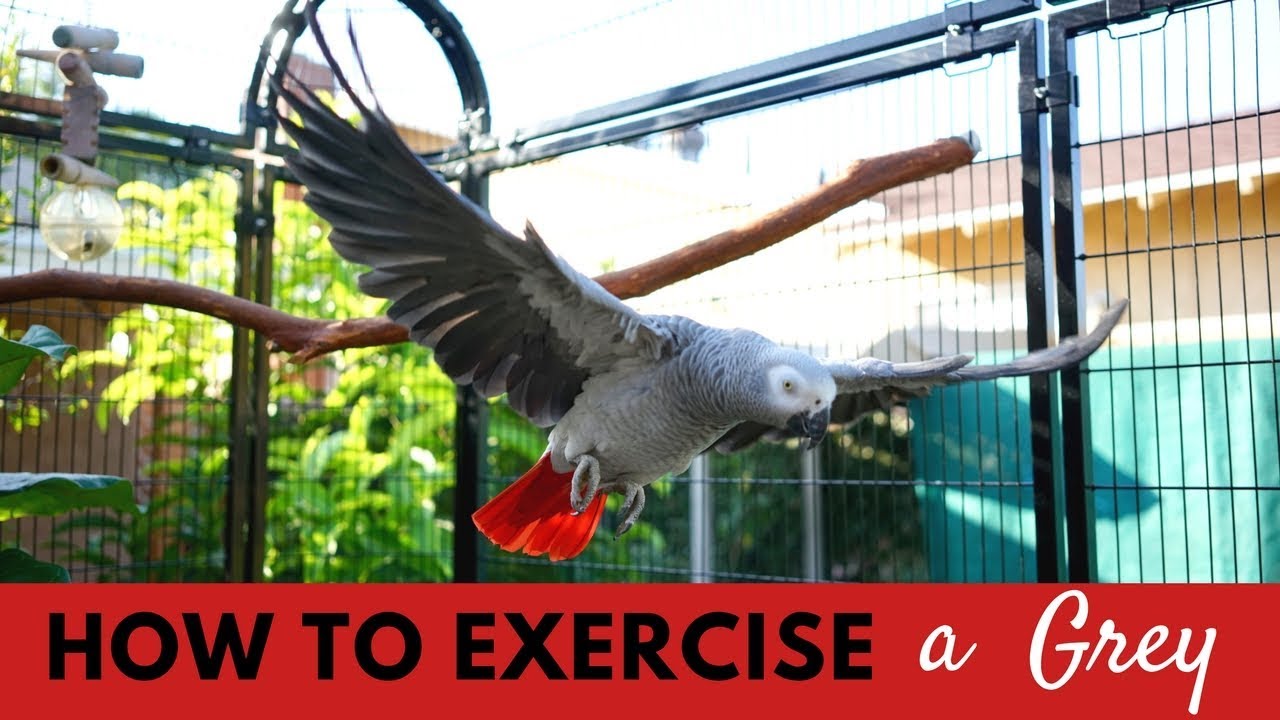 Watch Smokey Fly in her Aviary - YouTube