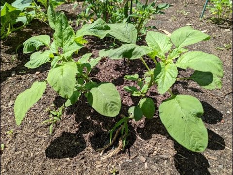 Growing Callaloo / Amaranth greens - YouTube