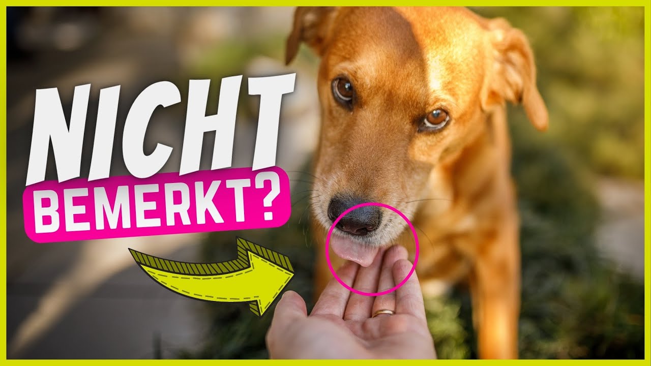 12 Dinge die dein Hund für dich tut (und du merkst es nicht) - YouTube