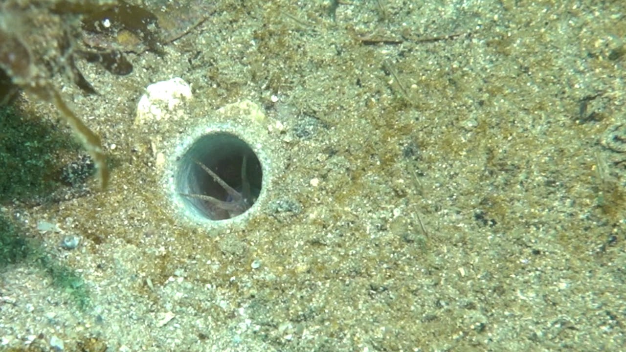 Creature in a hole - YouTube