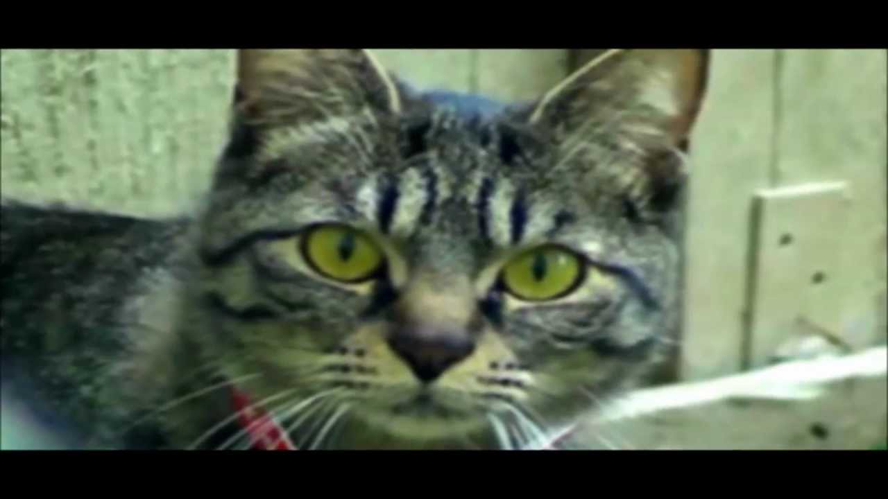 Fifty Shades of Grey tabby and How Grumpy Cat was born - YouTube