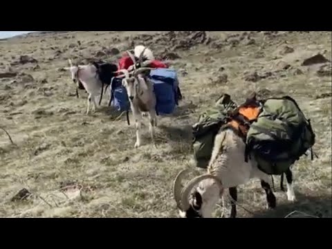 Backpacking trip, looking for deer sheds with the packgoats - YouTube