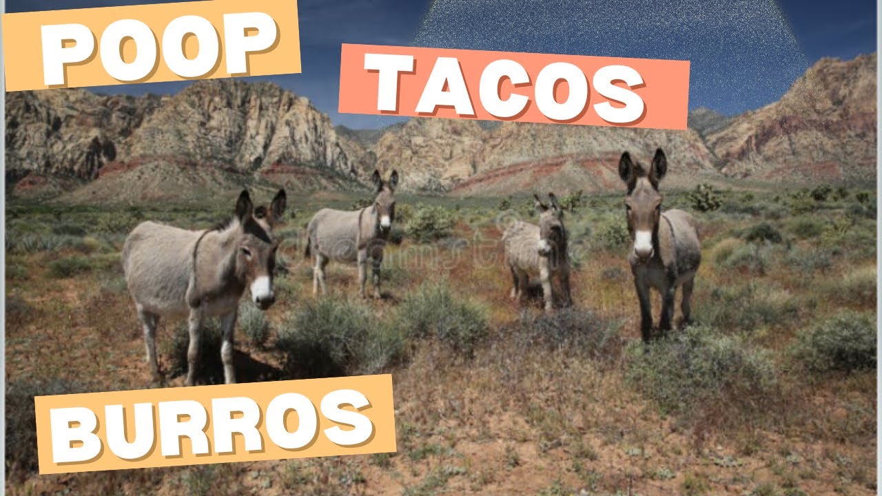 Life on the Road: RV Poop Caddy Hacks & Delicious Taco Feast | Full ...