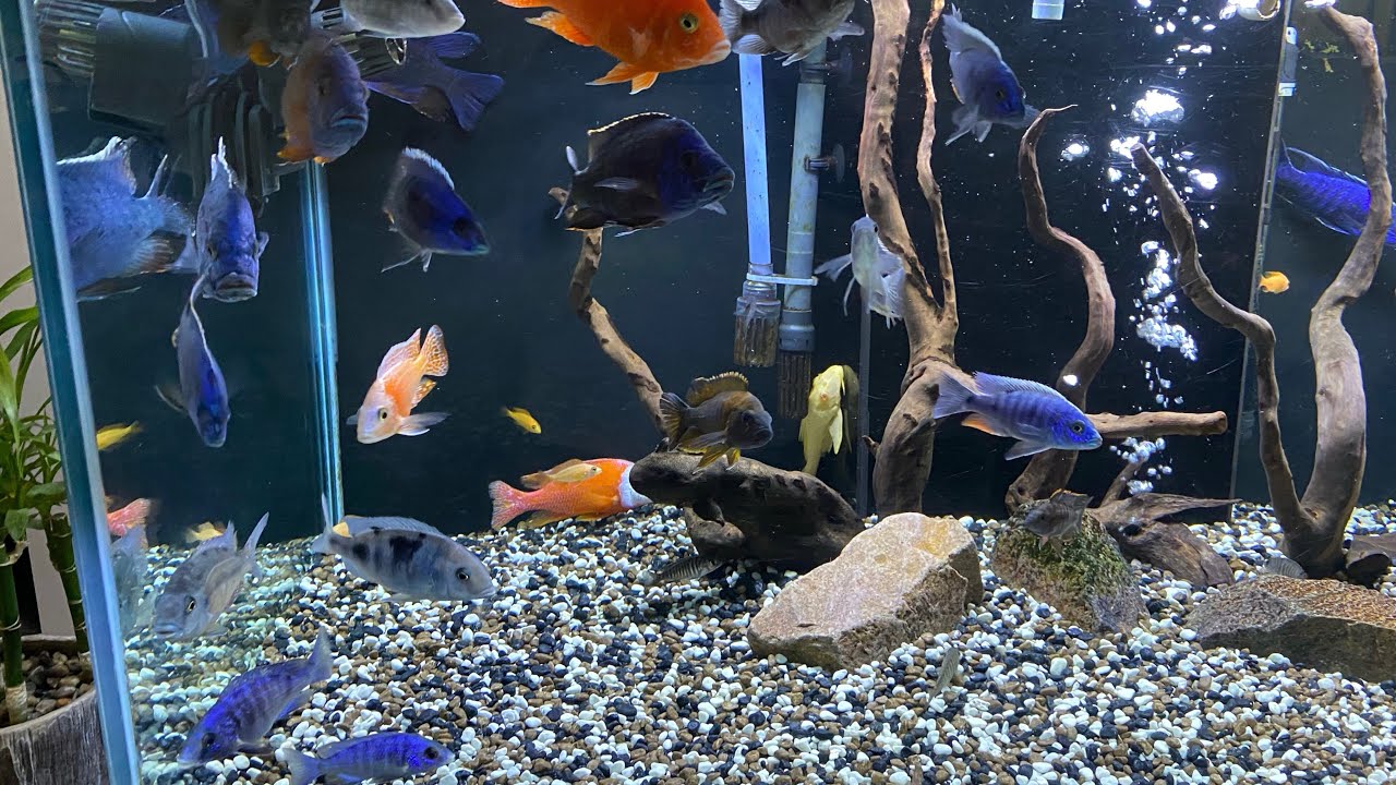 Very relaxing Aquarium Fish - YouTube