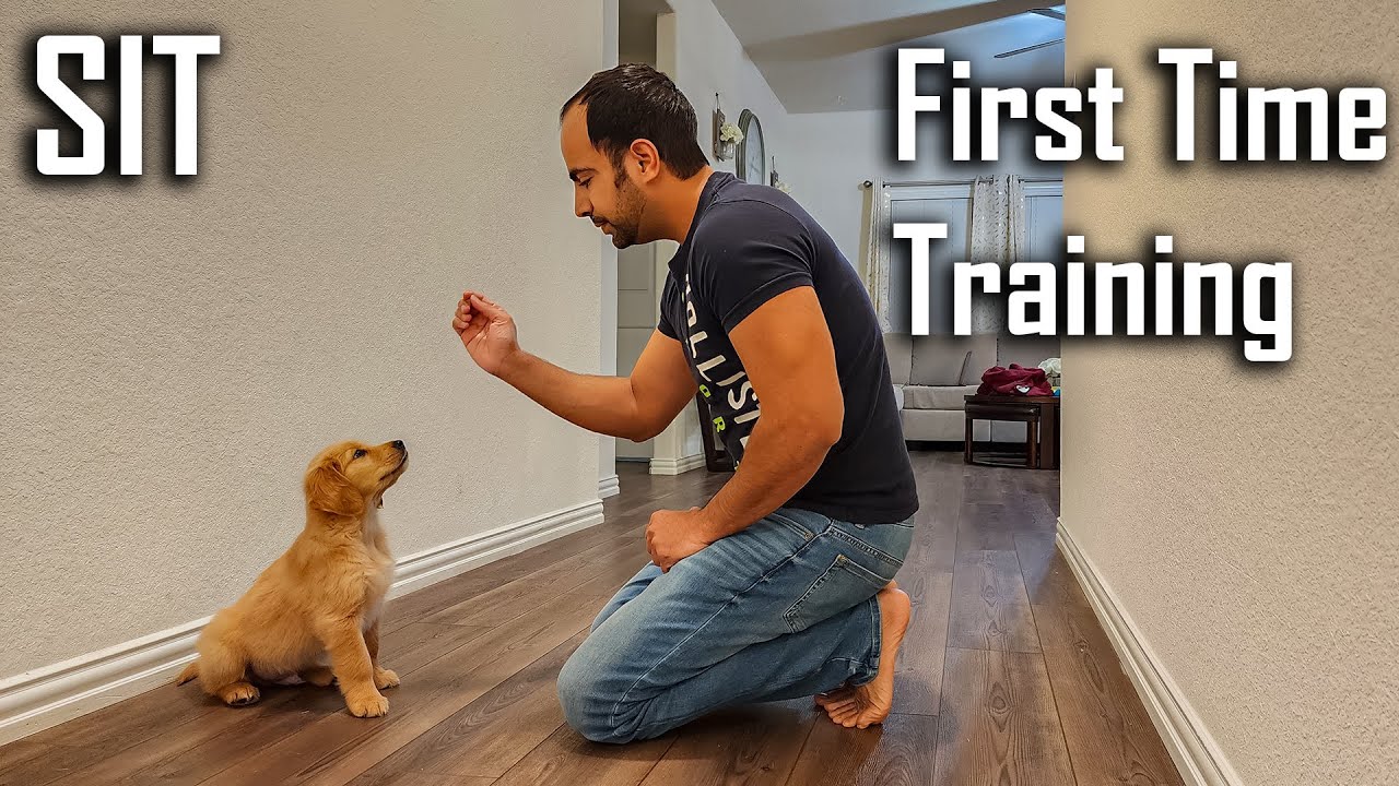 Training SIT Command to my 8 Weeks Old Golden Retriever Puppy | LIVE ...