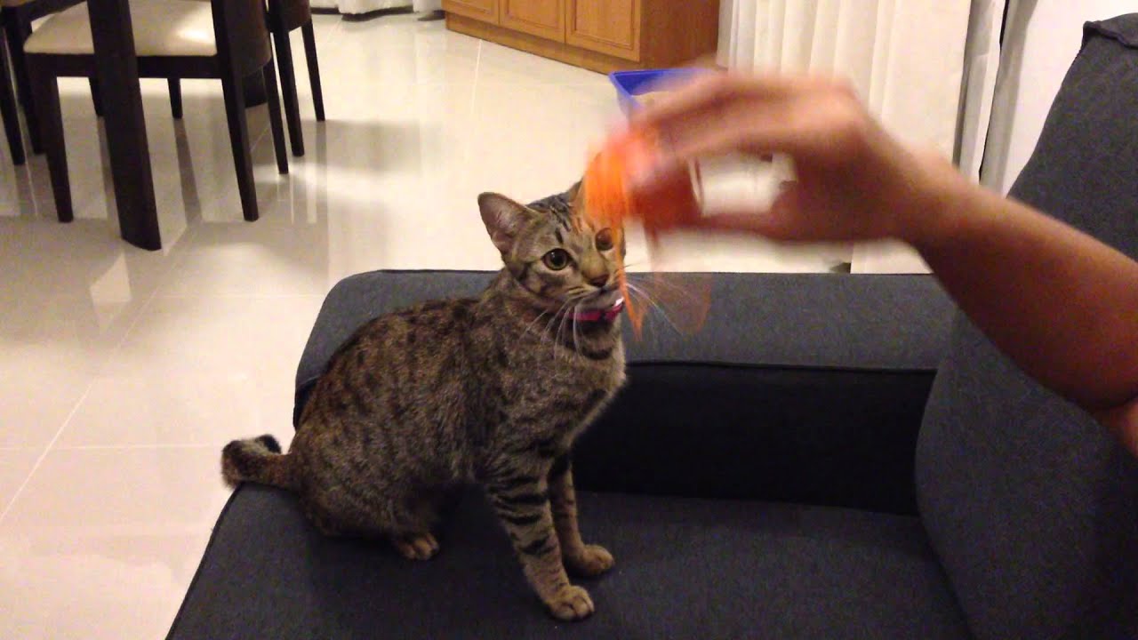 Cat playing fetch - YouTube