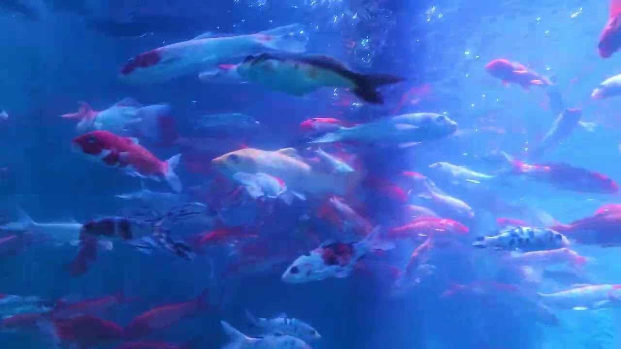 Underwater Fish Tumblr