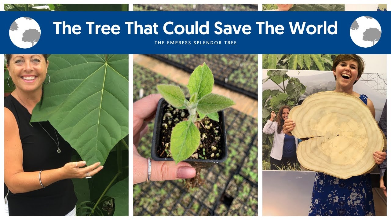 Why World Tree Loves Paulownia (Empress) Trees! - YouTube