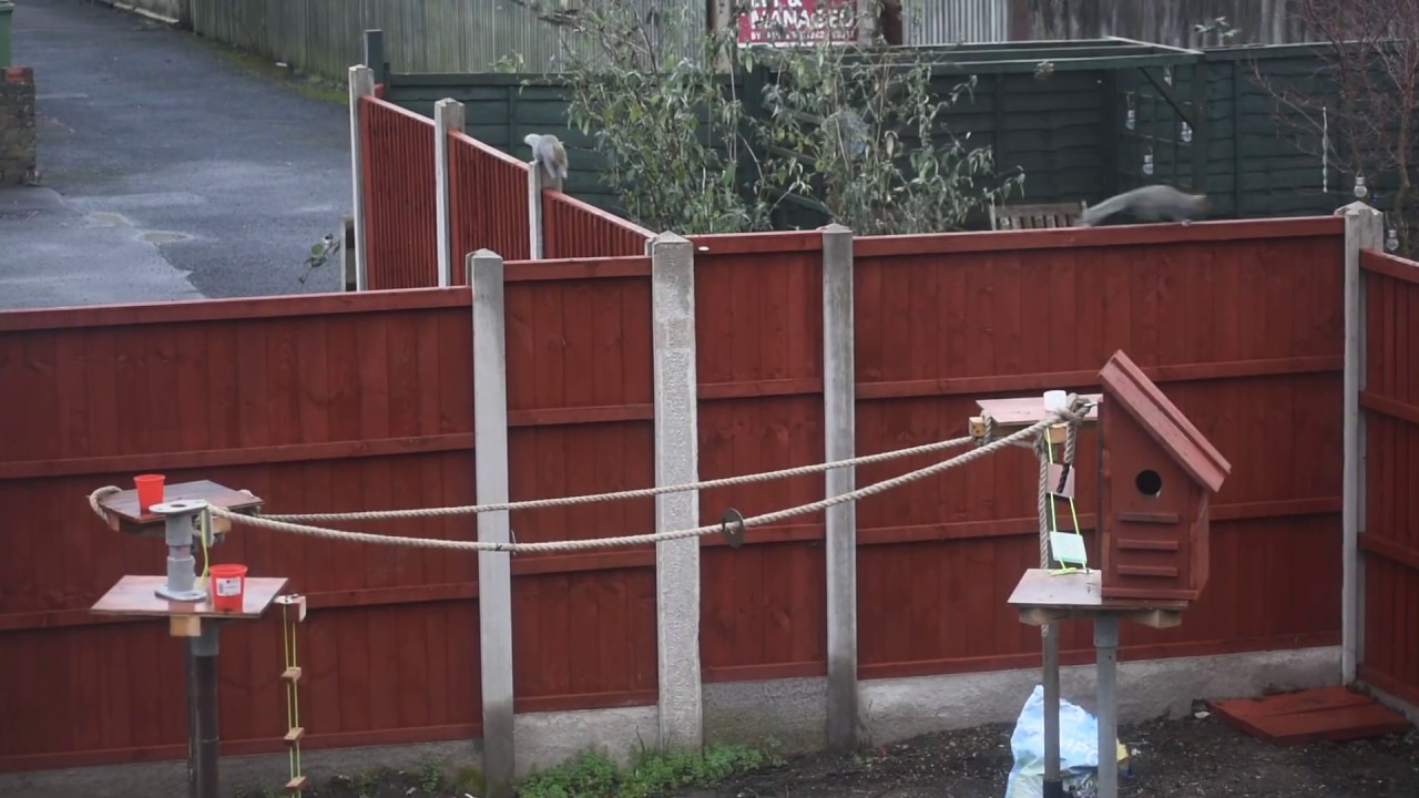 Squirrels Having Fun On Custom Assault Course - YouTube