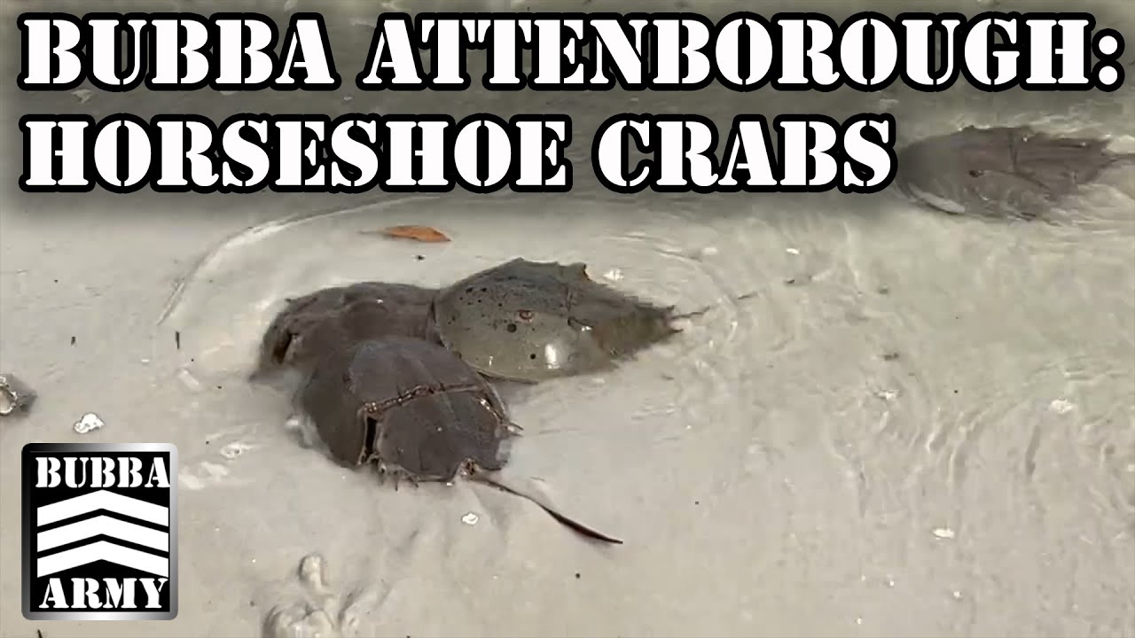 Bubba And the Merch crick Stumble Upon A Bunch Of Horseshoe Crabs Doing ...