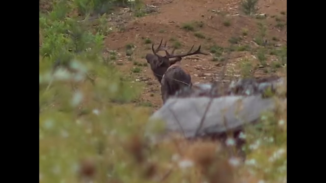 6 Point Elk, so close you can hear him breath. Destination Elk 2022 ...
