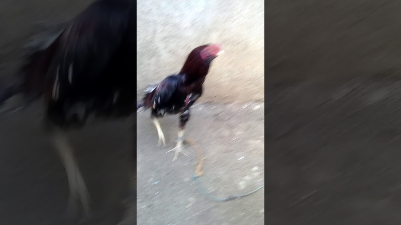Basilan chicken - YouTube