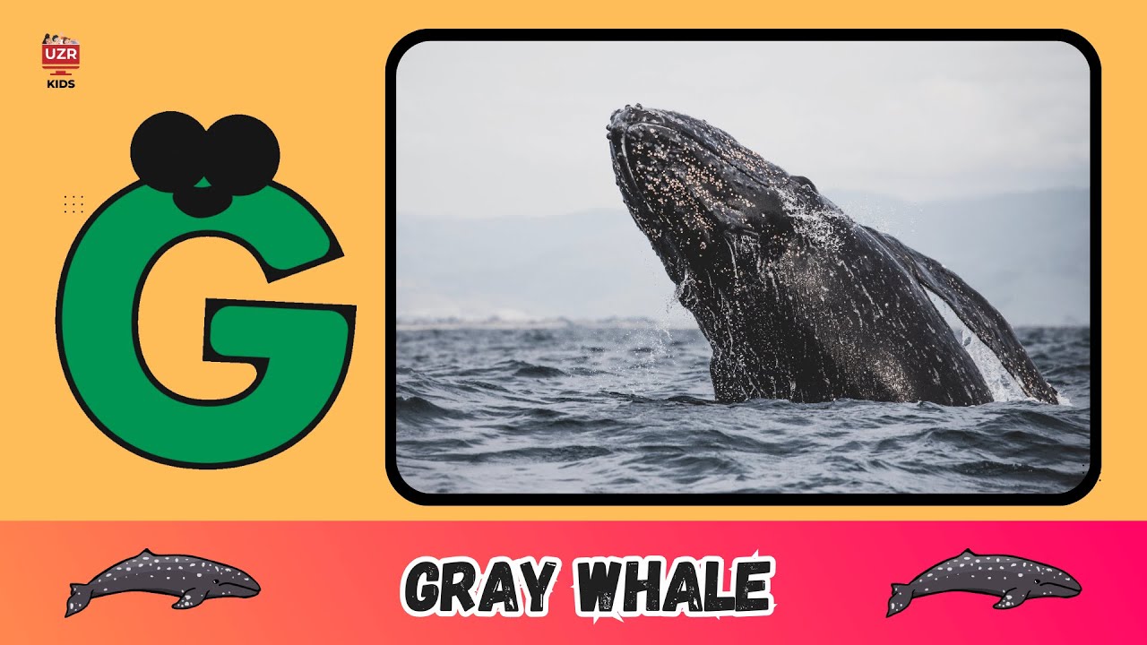 ABC Marine Mammals for Kids 🐬🐋 | A to Z Ocean Animals Phonics Song ...