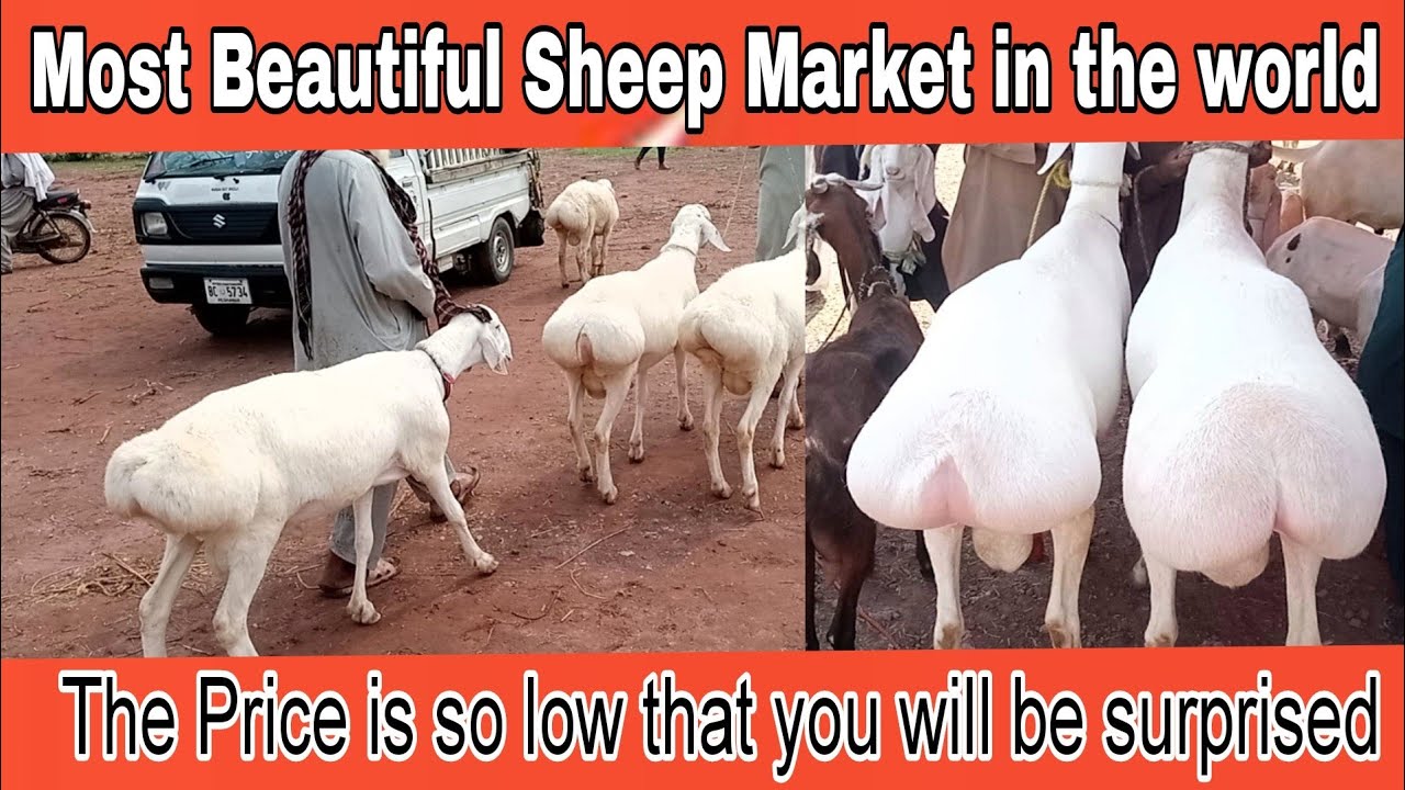 Beautiful Sheep Price Update In Pakistan Gali Jageer Market | Dumba ...