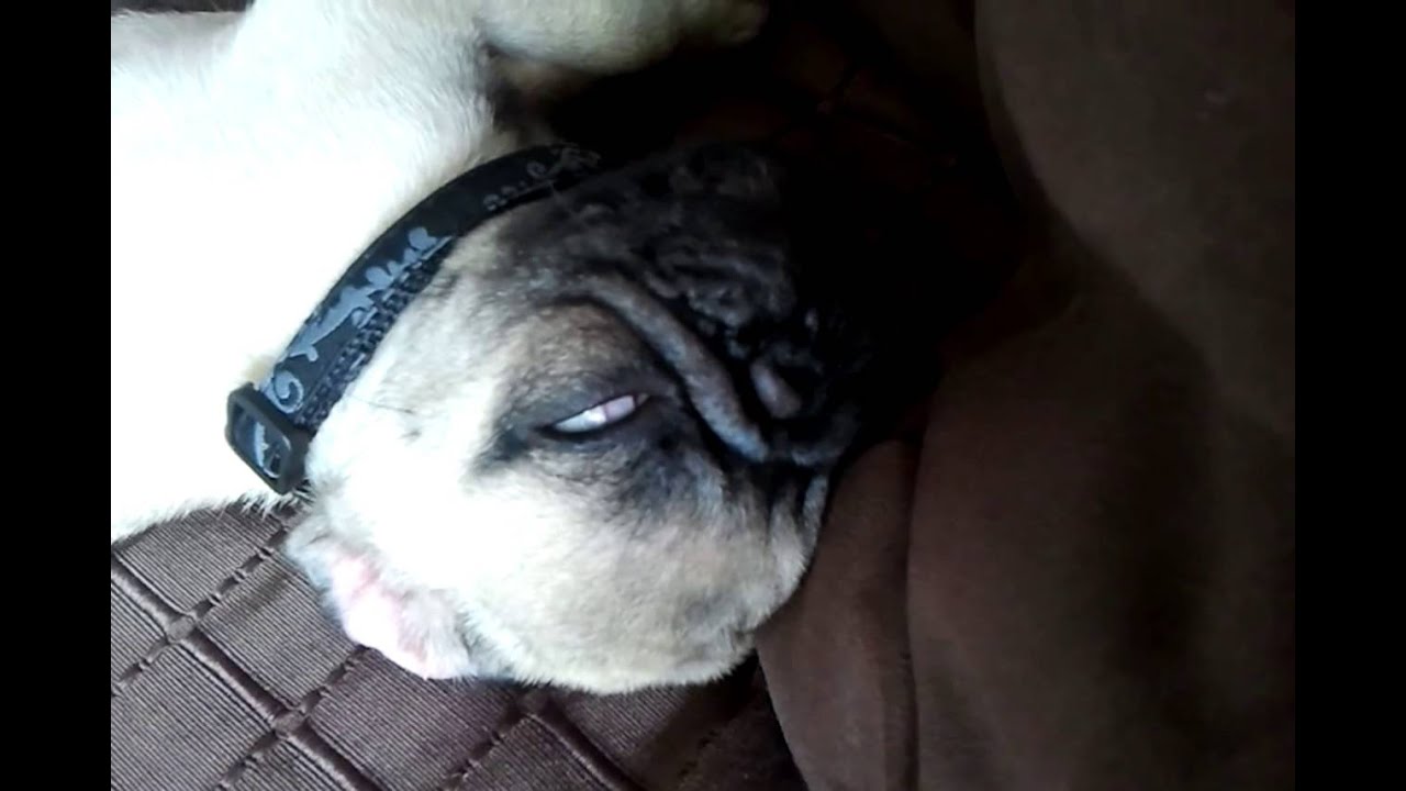 Zombie Mops (Pug) - YouTube