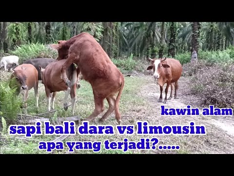 sapi dara Bali kaw1n alam - YouTube