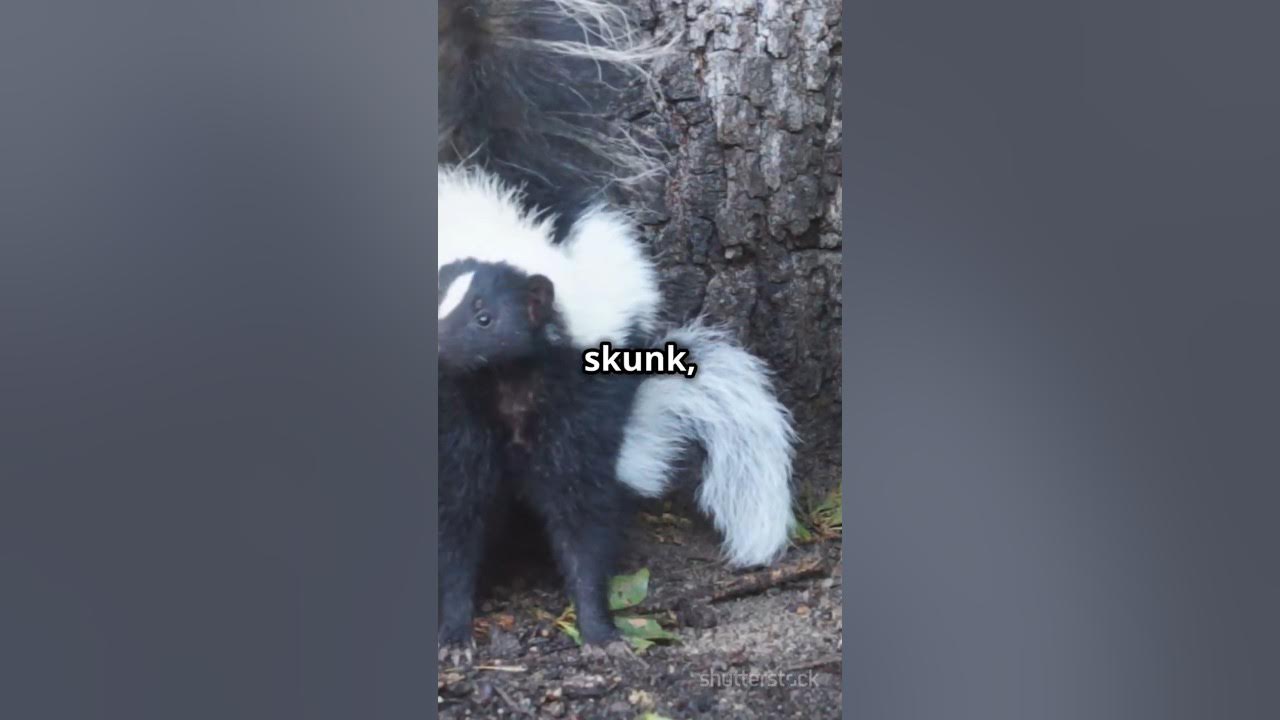 Why Do Skunks Smell so Bad? #facts #shorts #shortvideo - YouTube