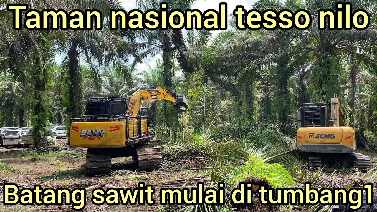 KE TAMAN NASIONAL TESSO NILO MENTRI KEHUTANAN TUMBANG1 BATANG SAWIT ...