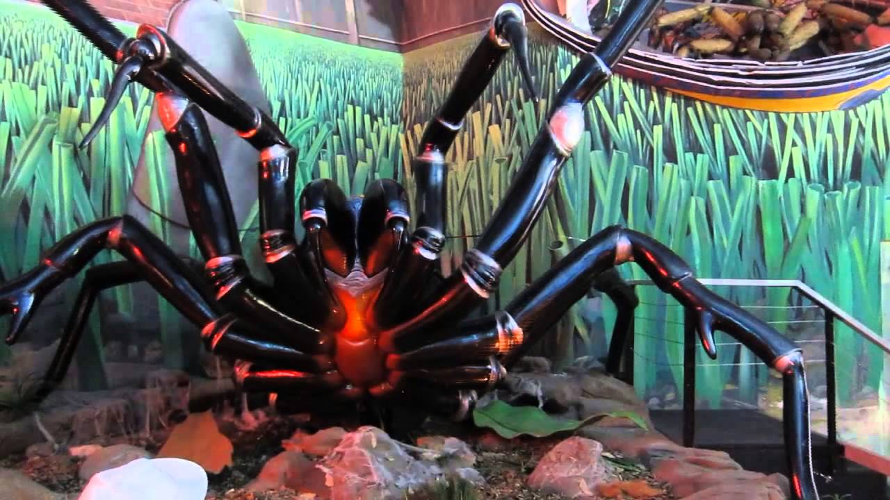 Australian Reptile Park - Spider World - YouTube