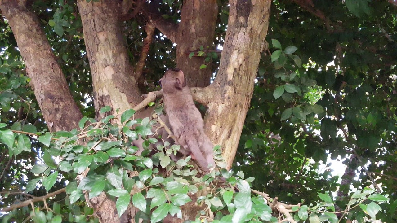 bayon temple monkeys - animal life - YouTube