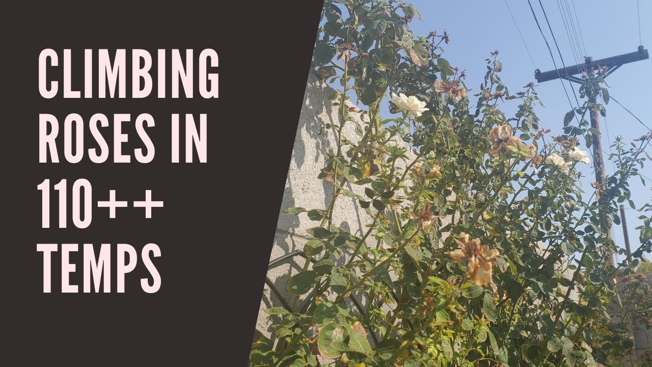 Climbing Roses in 110+ Heat in the Sonoran Desert in Phoenix Arizona ...
