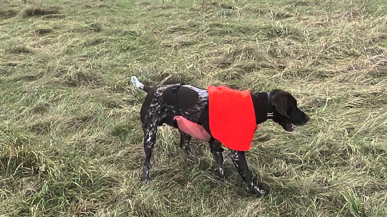 German Shorthaired Pointer having fun working the field! - YouTube