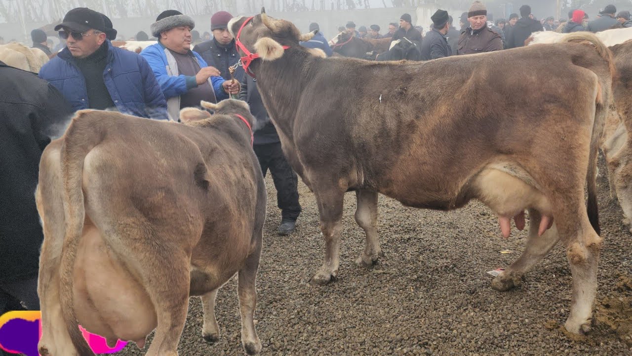 SHAXRIXON XOLDONBEK MOL BOZORI ANDIJON BOZOR MAZZA BOLDI | 26 ноября ...