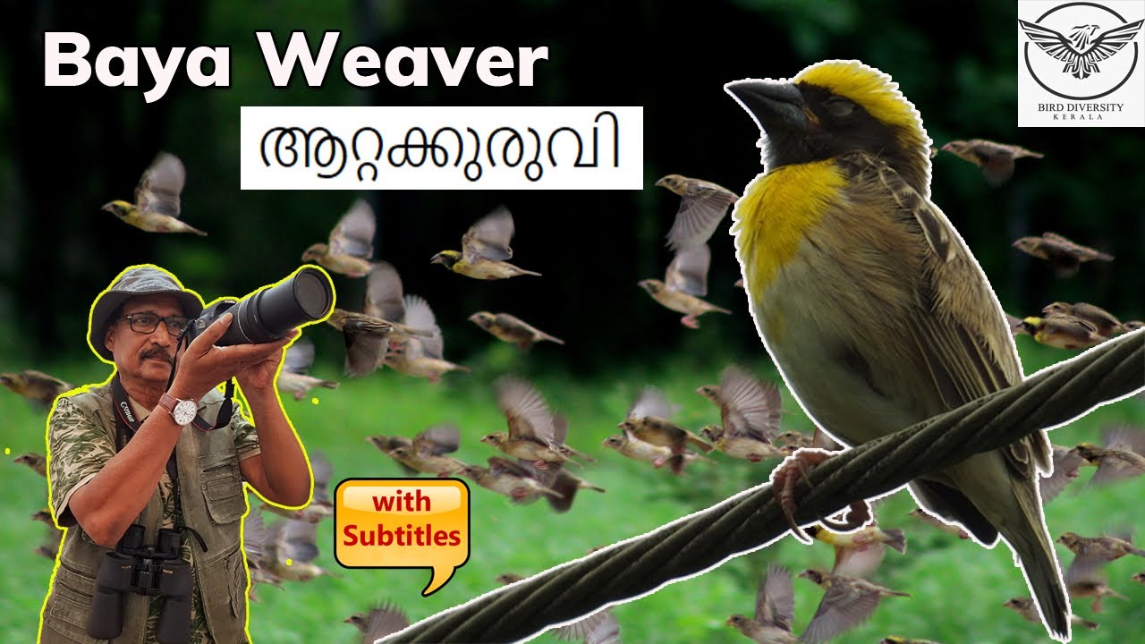 Kuruvi Bird Kerala