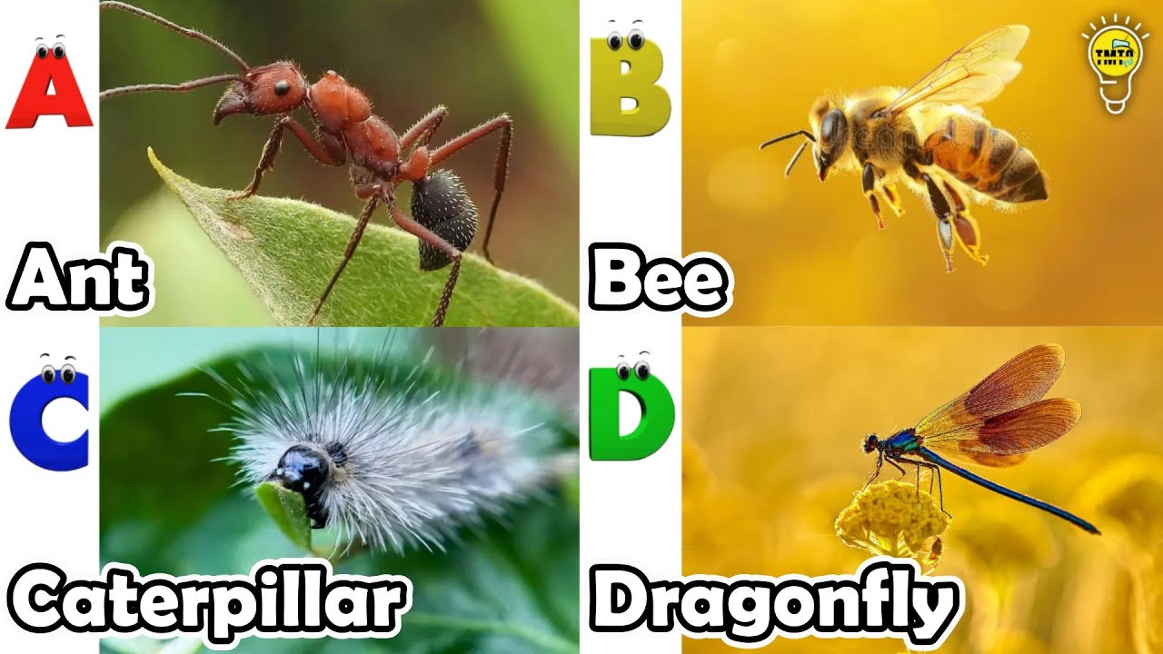Abc Insect Song | A to Z Insects Song | Insects Alphabet song | Phonics ...