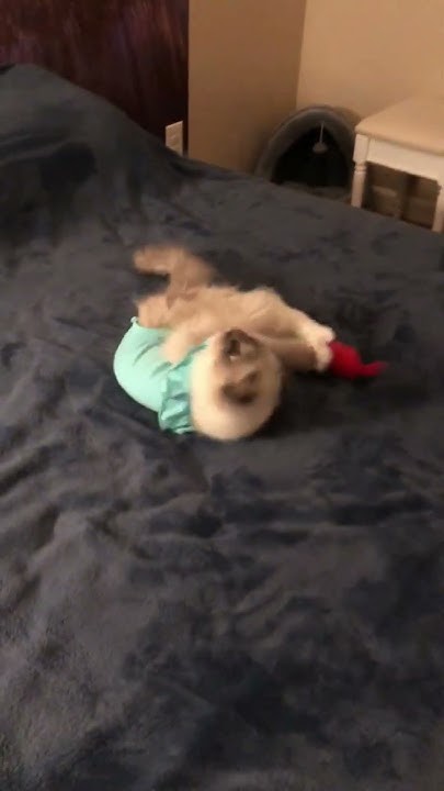 Funny Playing Catnip Toy, Cute Cute Playing Her First Catnip Toy #funycat #cat #catnip #ragdolls ...