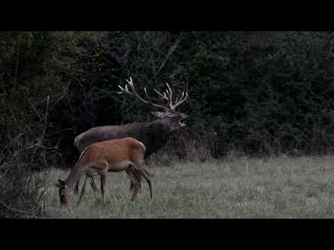 Bőgés 2022 | Red deer at the peak of the breeding season 2022