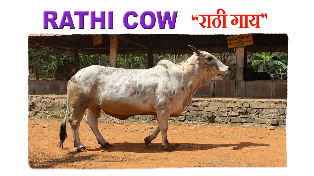 Rathi cattle - Alchetron, The Free Social Encyclopedia