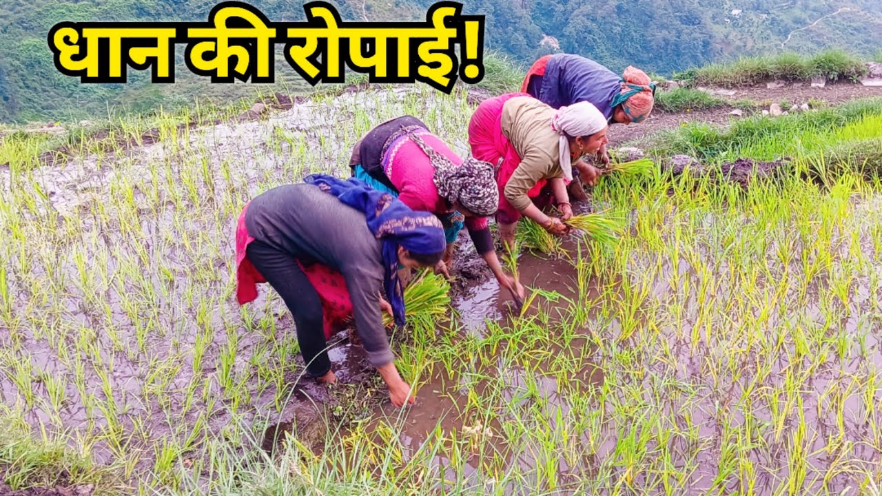 पहाड़ों में धान की रोपाई//dhan ki ropai//phadilifestylevlog ...