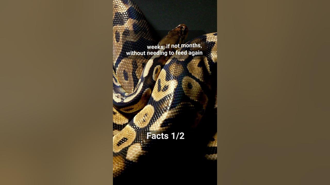 Interesting Facts About Pythons 14 shorts YouTube interesting-facts-about-pythons-14-shorts-youtube