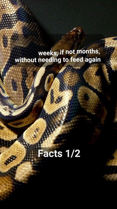 Interesting Facts About Pythons #14 #shorts - YouTube