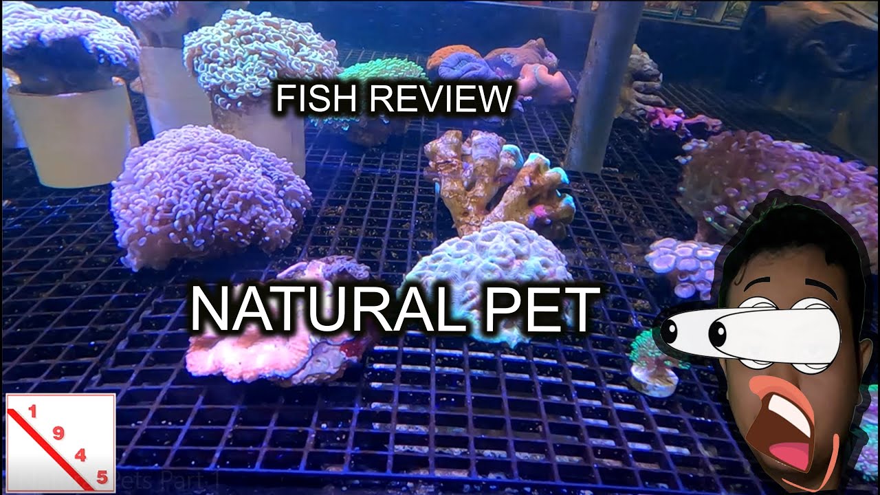Fish Review, Natural Pet Store (Indonesia/English Subtitle) - YouTube