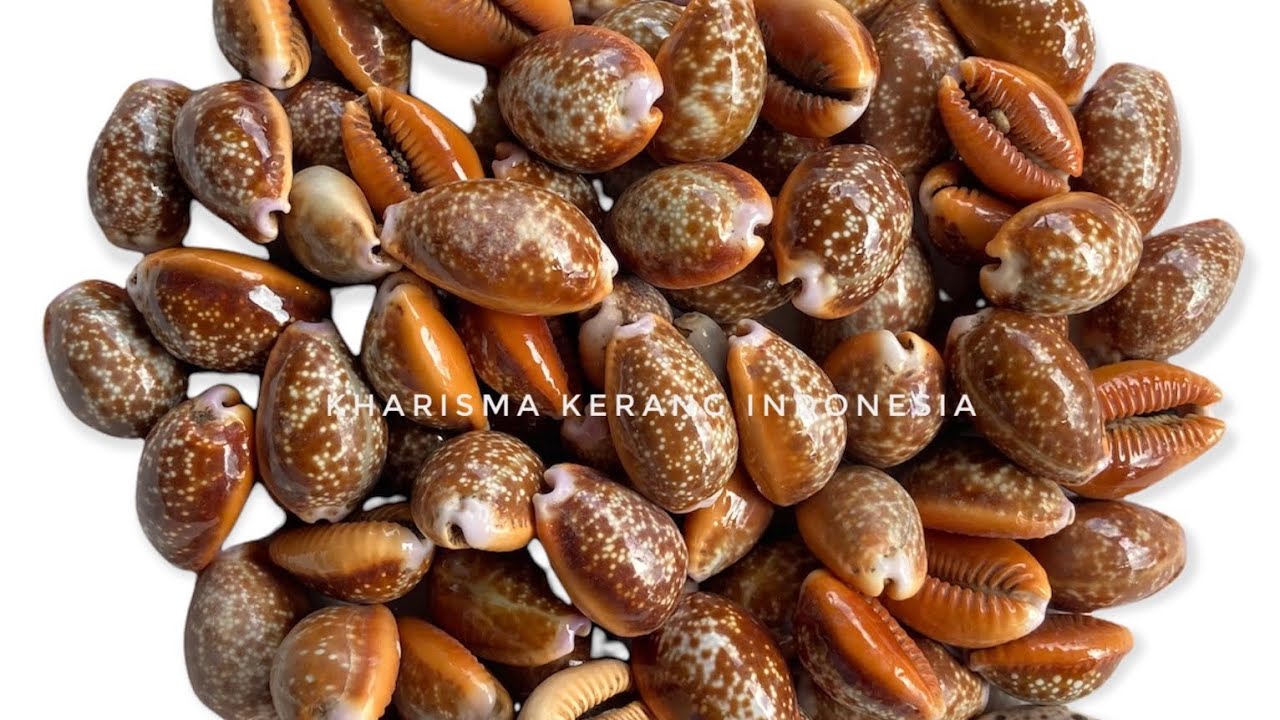 Erosaria helvola cowry Natural small sea shells Golden honey cowrie ...