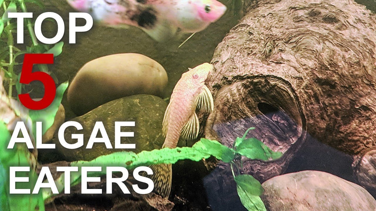 The Best Algae Eaters For Your Aquarium | Tank Cleaning Fish - YouTube