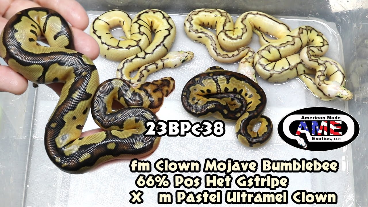Our First Clutch From Our Ultramel Clown Pastel Male!! 23BPc38 AME - YouTube