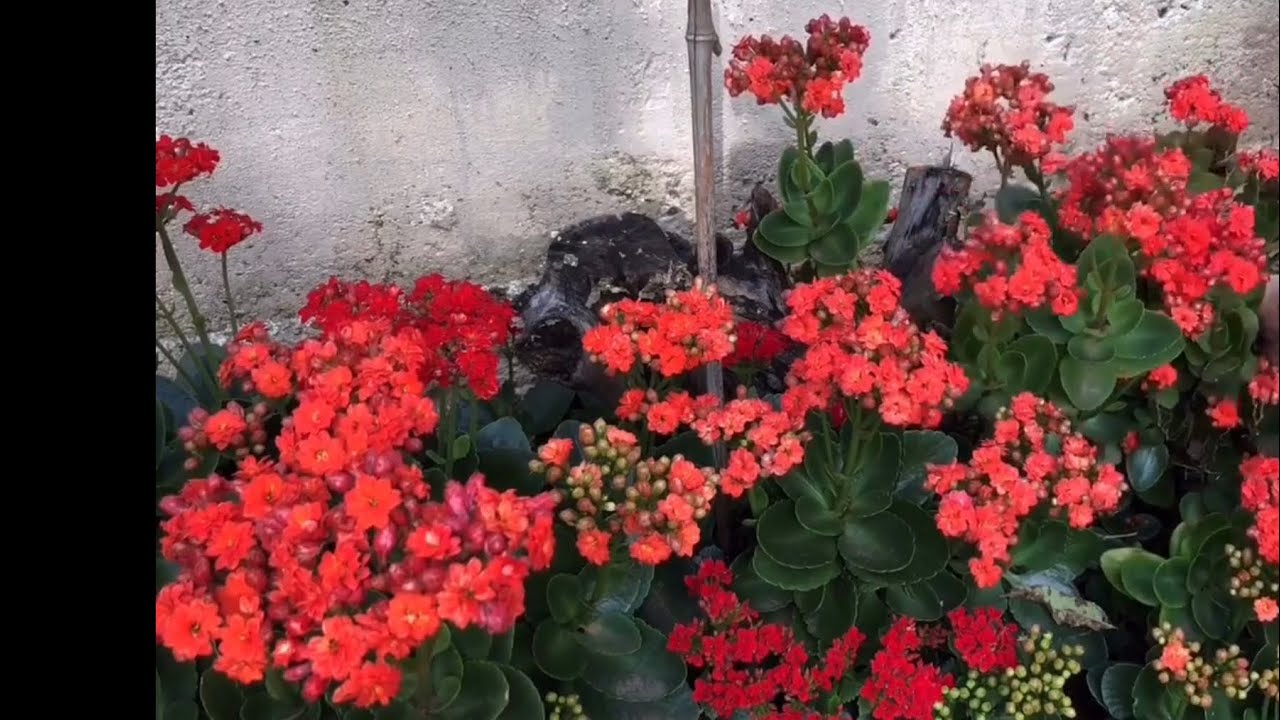 Flor da Fortuna: Guia Completo para Cuidar do Kalanchoe ...