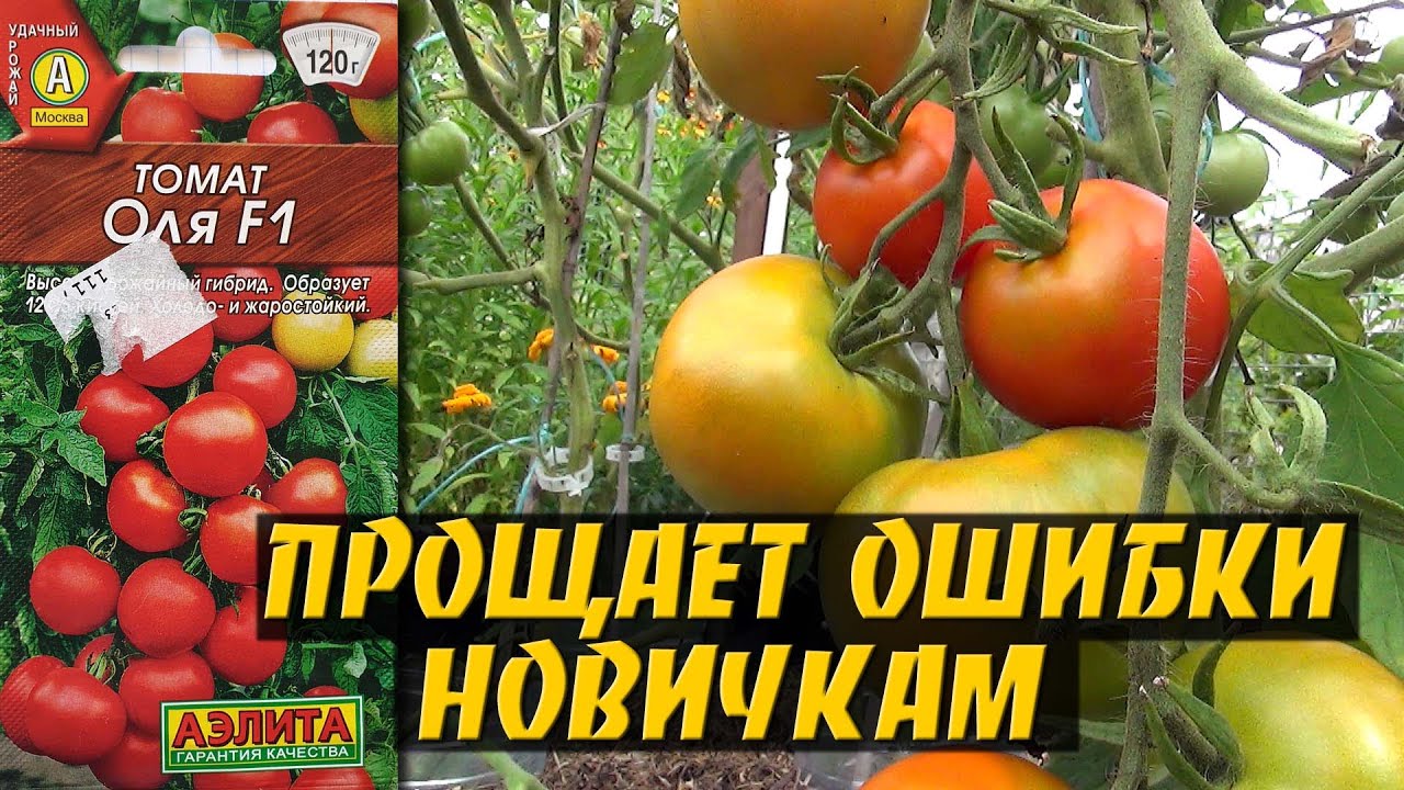 Что спасло урожай? Томат ОляF1 - история со счастливым концом - YouTube