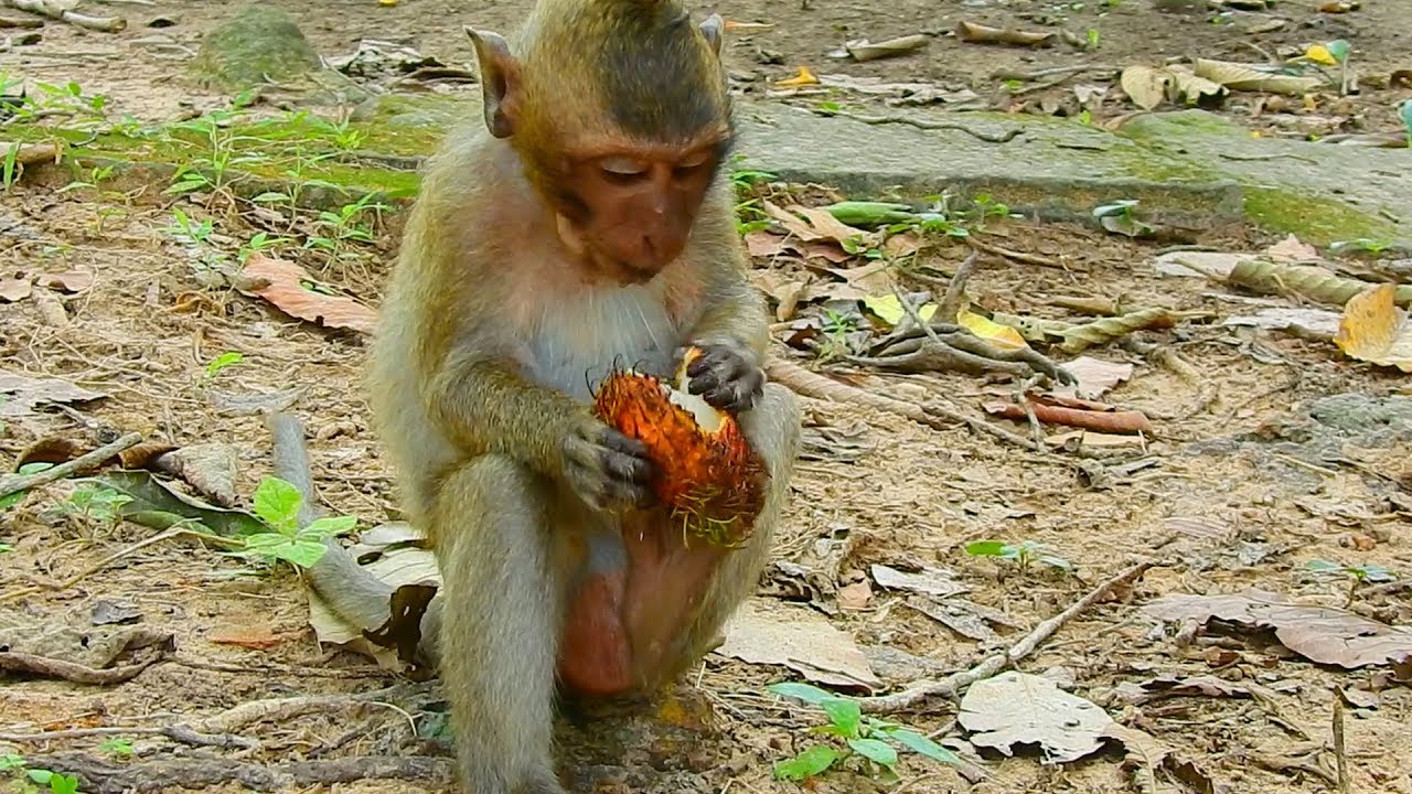 Timo very delight with big rambutan / Monkey Post - YouTube