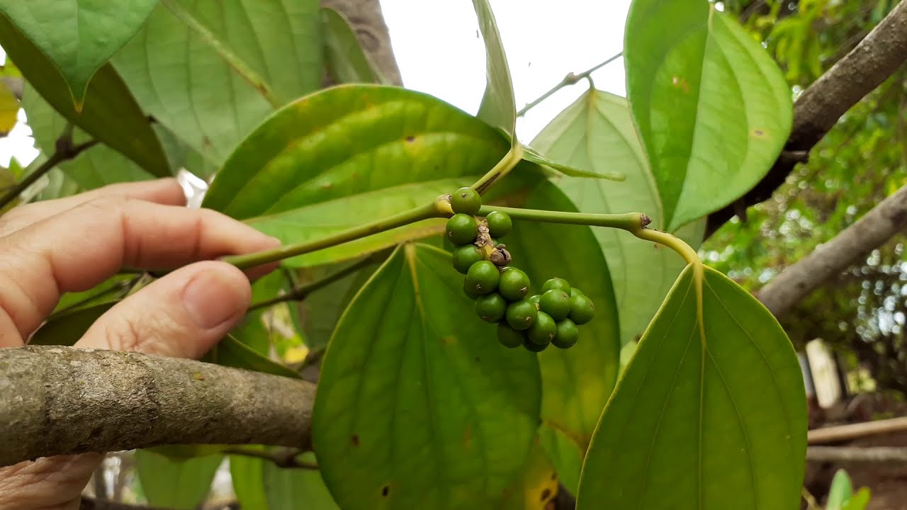 PÉS DE PIMENTA DO REINO PRA QUEM NÃO CONHECE - YouTube
