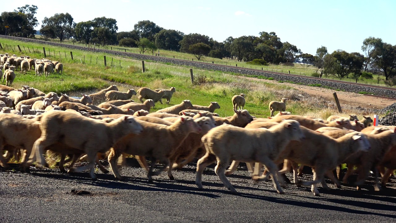 Sheep mustering in Birchip - YouTube