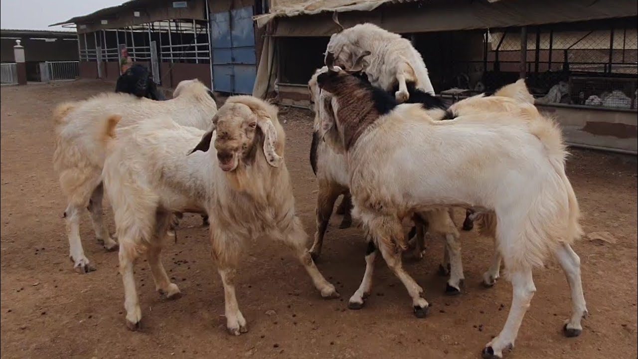 Andul Goats Of Rehan Goat Farm. - YouTube