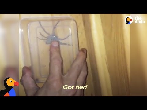 Huge Huntsman Spider in House Freed by Brave Mom | The Dodo