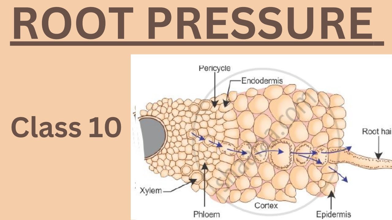 Root Pressure Importance Of Root Hairs Root Pressure Theory root root-pressure-importance-of-root-hairs-root-pressure-theory-root