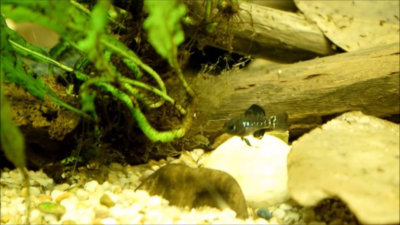 Elassoma okefenokee 'pygmy sunfish' - YouTube