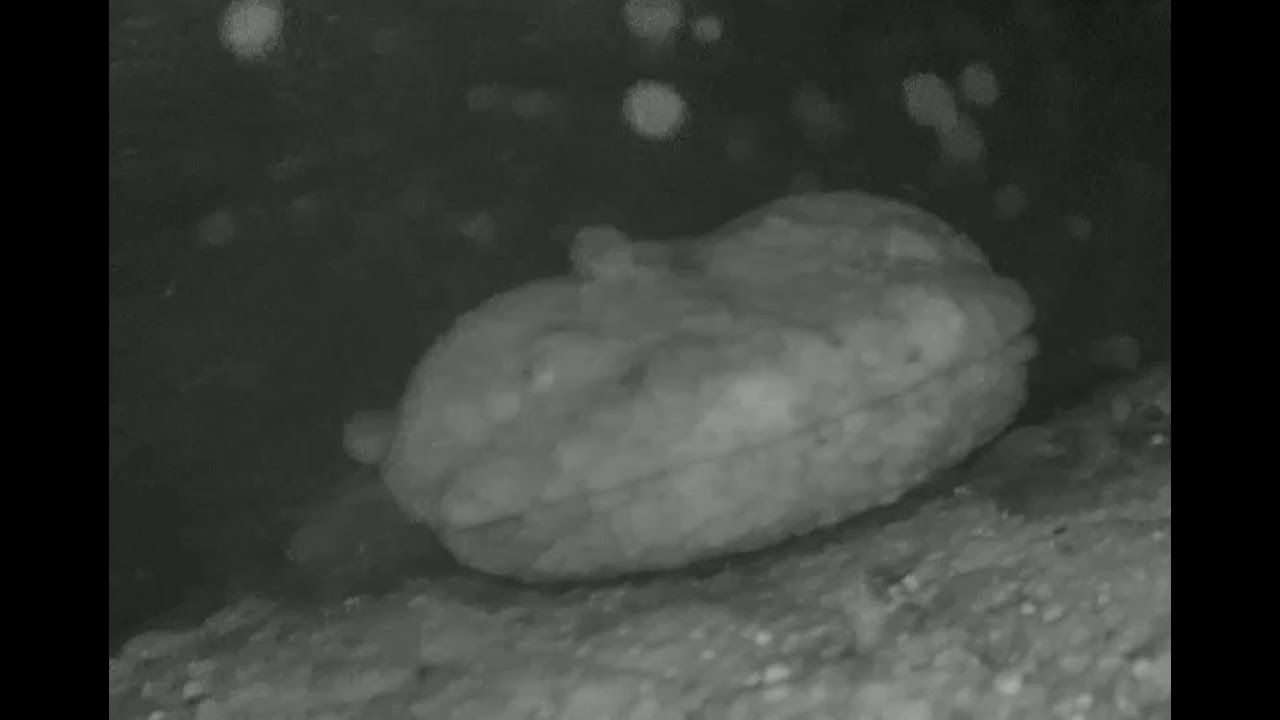 Hellbender nest camera: Susquehanna River basin, fall 2024 - YouTube