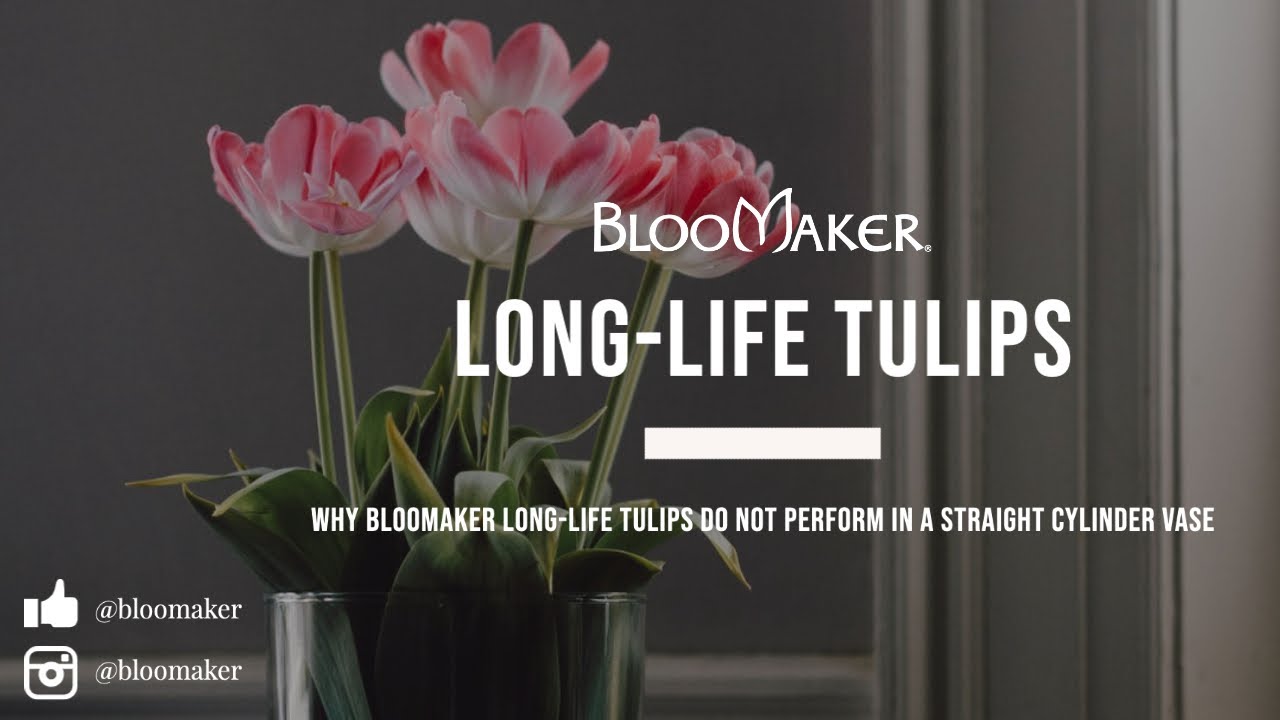 Bloomaker Hydroponic Vases - YouTube